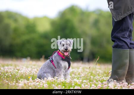 Small dog being trained in a park with owner Stock Photo - Alamy