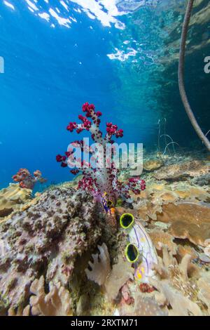 Soft coral from the Genus Scleronephthya in the shallow reefs off ...
