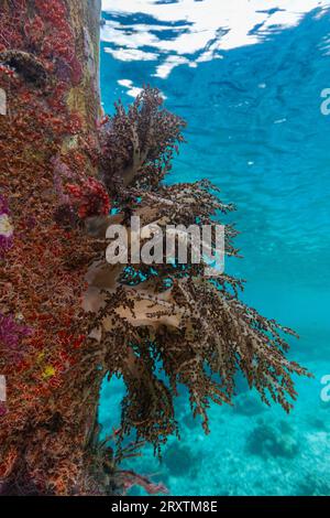 Encrusting sponges, soft corals, and other invertabrates living on ...