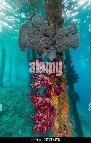 Soft coral from the Genus Scleronephthya in the shallow reefs off ...