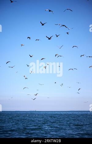 Flock of birds on water with water surface background Stock Photo - Alamy