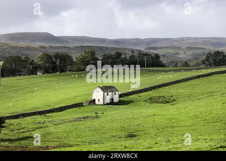 Traditional Whitewashed Barns with Grazing Sheep, Bowlees, Upper ...