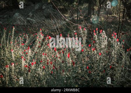 this photos are part of nature in iran,kerman,baft Stock Photo - Alamy