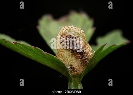 Insect cocoons on wild plant leaves Stock Photo - Alamy