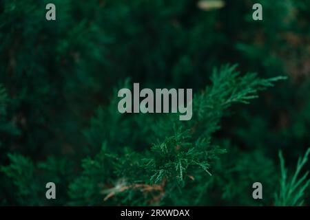 Dark green Juniper bush branches texture Stock Photo - Alamy