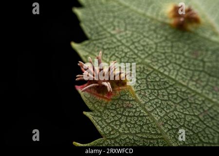 Galls on wild plant leaves Stock Photo - Alamy