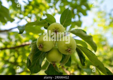 The green and astringent begonia fruits hang all over the branches, in ...