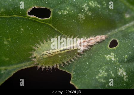Hispidae larva inhabit the leaves of wild plants Stock Photo - Alamy