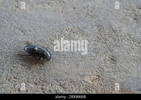 Hydrophilidae, Hydrophilus water beetle insects, portrait of water ...