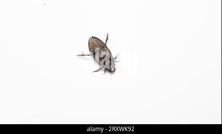 Hydrophilidae, Hydrophilus water beetle insect with upside down body on ...