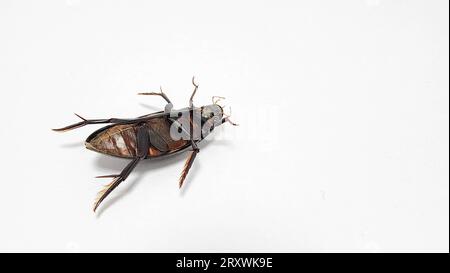 Hydrophilidae, Hydrophilus water beetle insect with upside down body on ...