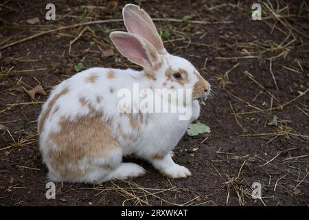 A pair of Flemish Giant Rabbits, Oryctolagus cuniculus domesticus, in ...