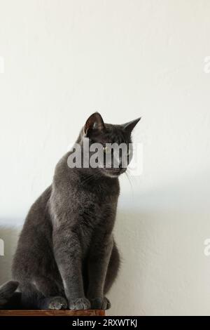 British short haired cat sitting on gamer chair Stock Photo - Alamy
