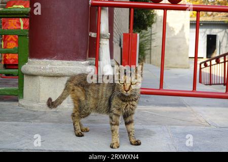 civet cat in the garden Stock Photo - Alamy