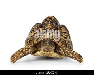 tortoise looking at camera isolated on white background Stock Photo - Alamy