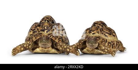 Male and female Leopard Tortoise aka Stigmochelys pardalis, standing ...