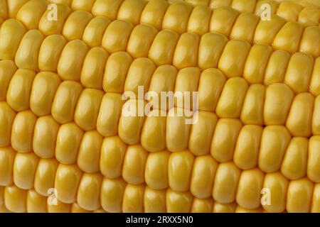 Sweet corncob background. Corn ears texture closeup. Macrophotography ...