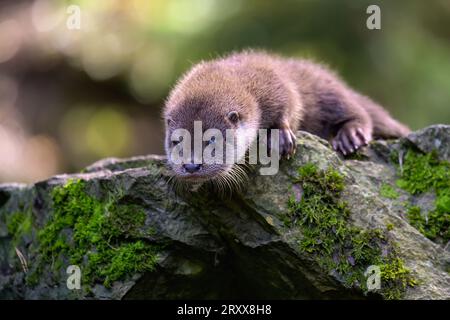 A river otter rests on a forest stream Stock Photo - Alamy