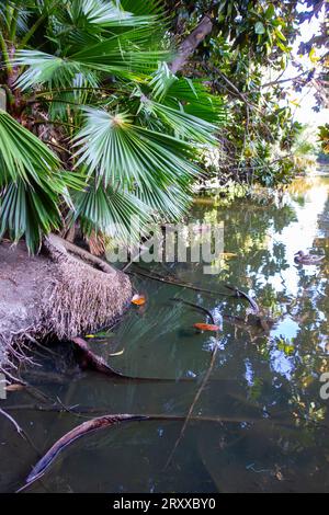 Ducks and turtles swimming in a manmade pond surrounded by tropical ...