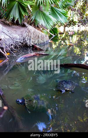 Ducks and turtles swimming in a manmade pond surrounded by tropical ...