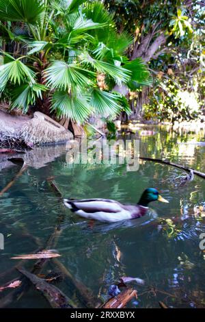 Ducks and turtles swimming in a manmade pond surrounded by tropical ...