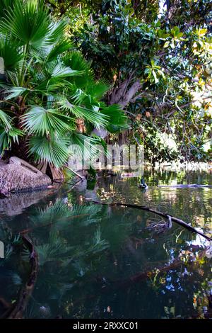 Ducks and turtles swimming in a manmade pond surrounded by tropical ...