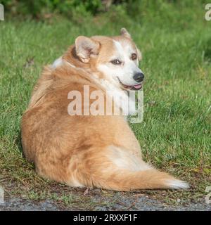 A cute fat corgi dog Stock Photo - Alamy