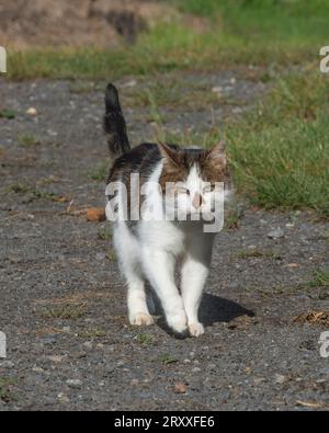 tabby cat walking towards camera on green meadow looking curiously ...