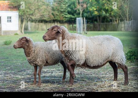 Ardense voskop sheep Stock Photo - Alamy