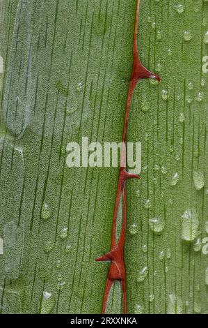 Agaves (Agave), Agave family, Agavaceae Stock Photo - Alamy