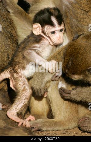 Javan monkey, crab-eater, crab-eating macaque (macaca fascicularis ...