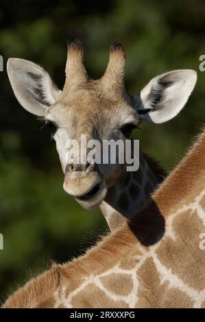 Head Shot of a Baby Giraffe Giraffa camelopardalis Stock Photo - Alamy