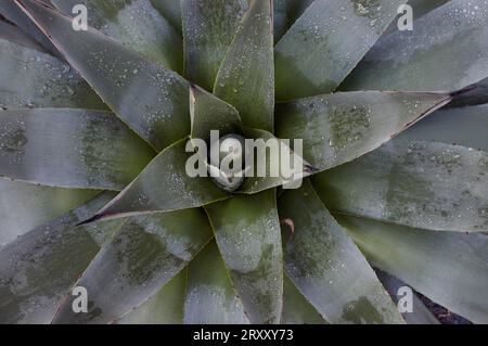 Agaves (Agave), Agave family, Agavaceae Stock Photo - Alamy