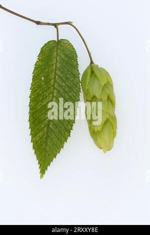 Japanese Hornbeam (Carpinus japonica Stock Photo - Alamy