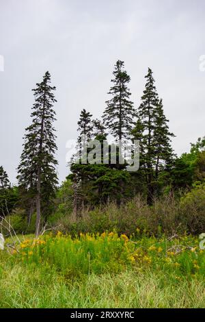 Tall grasses, wetlands, marshes, pine trees, sandy beaches, all seen ...