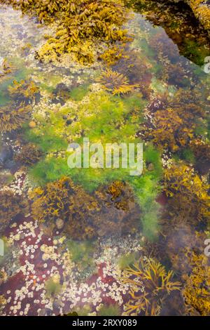 Colorful tide pools in Acadia National Park in Bar Harbor Maine Stock ...