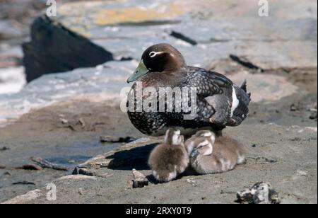 Male South American Fuegian Steamer Duck flapping his wings. A.k.a ...