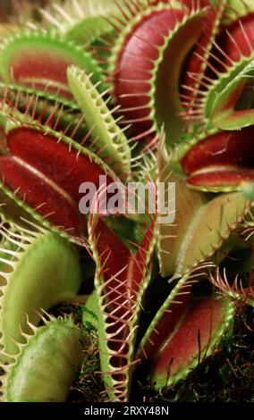 Sundews and Venus flytrap carnivorous plants growing in botanical ...