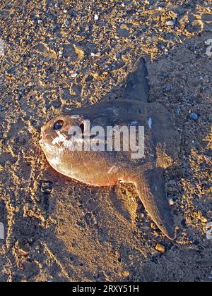 Ocean Sunfish (Mola mola) adult dead washed up on beach Eccles-on-sea ...