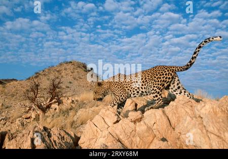LEOPARD Panthera pardus Namib Desert, Namibia Stock Photo - Alamy