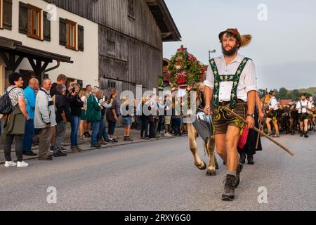 Alpine herdsman leading wreathed cattle, domestic cattle (Bos taurus ...