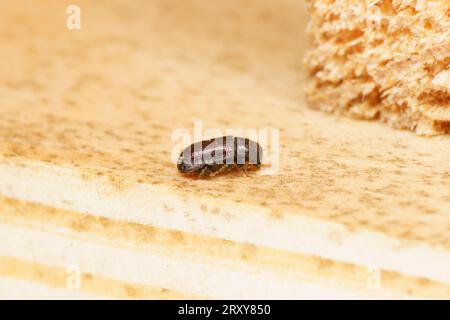 Dryocoetes autographus Family Curculionidae Genus Dryocoetes Weevil bug ...