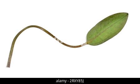 Floating Water-plantain - Luronium nutans Stock Photo - Alamy