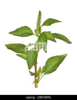 Common Amaranth - Amaranthus retroflexus Stock Photo - Alamy