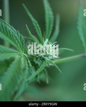 Hemp Cannabis flowering in week 2 Stock Photo - Alamy
