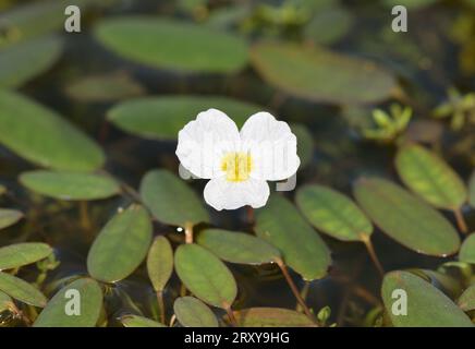 Floating Water-plantain - Luronium nutans Stock Photo - Alamy