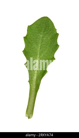 Alpine rock-cress, Arabis alpina in flower. French alps at 2000m Stock ...