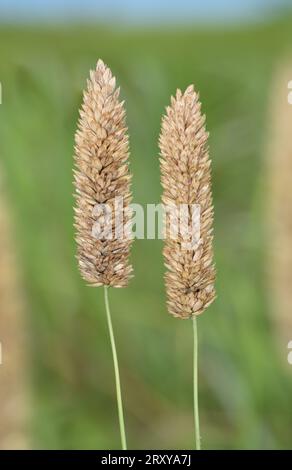 Bulbous Canary Grass, Phalaris aquatica, Poaceae. S. Europe, Australia ...