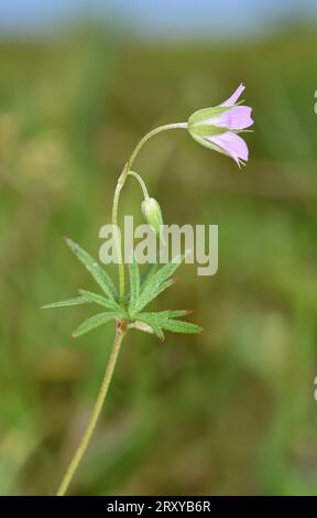 Long-stalked Crane's-bill - Geranium columbinum Stock Photo - Alamy