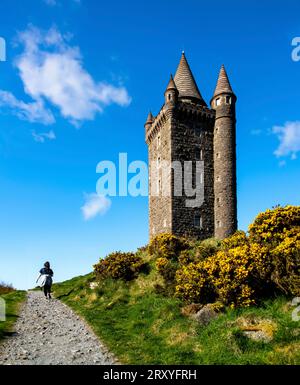 Scrabo Tower a folly on a hill above Newtownards with yellow gorse in ...